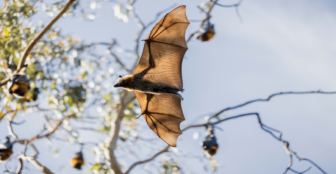 Keeping the colony cool: pumped water system for threatened bats - Pump ...