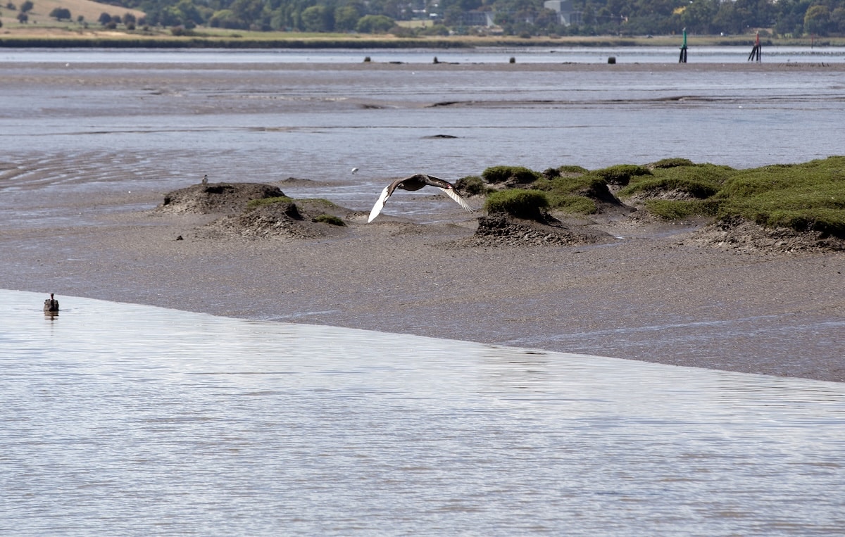 Ti Tree Bend milestone reached for healthier Tamar estuary - Pump ...